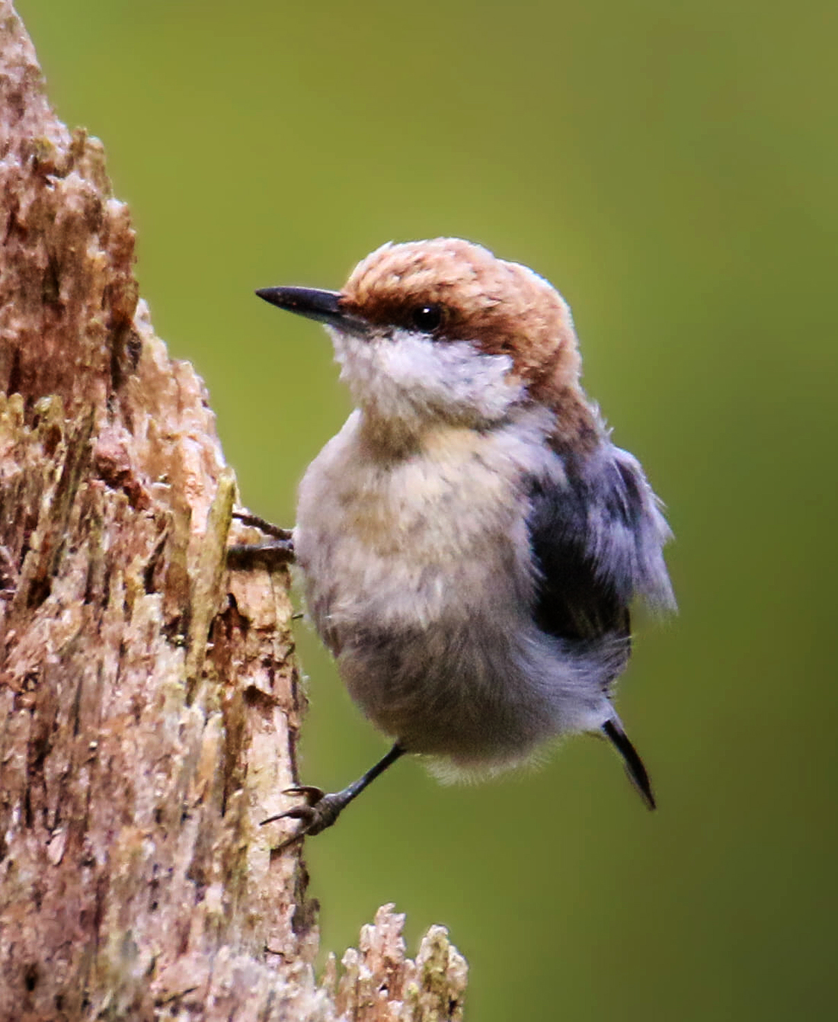 Brown Headed Nuthatch | FWS.gov